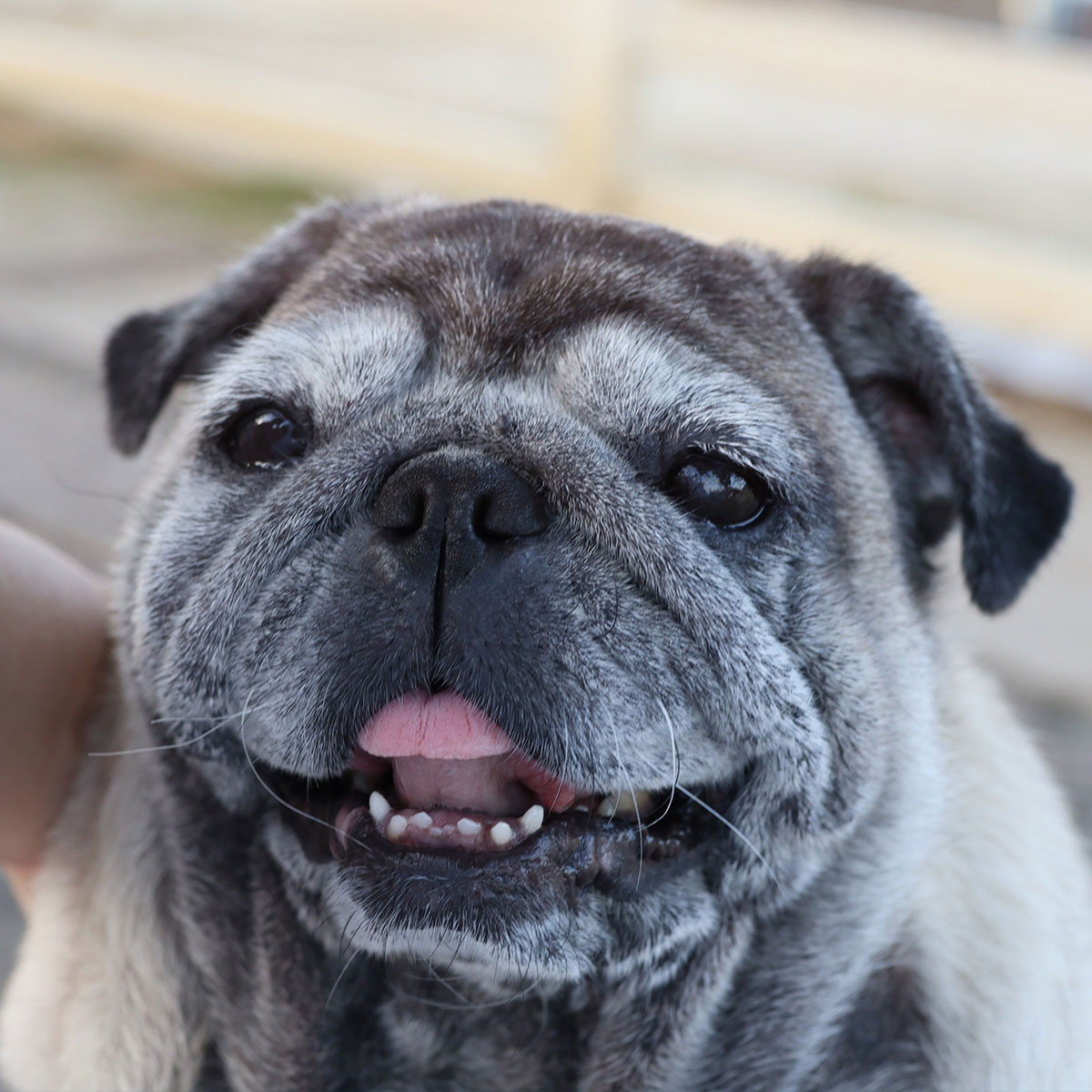 Helpful Senior Dog Care Tips for Optimal Health | Bobtail